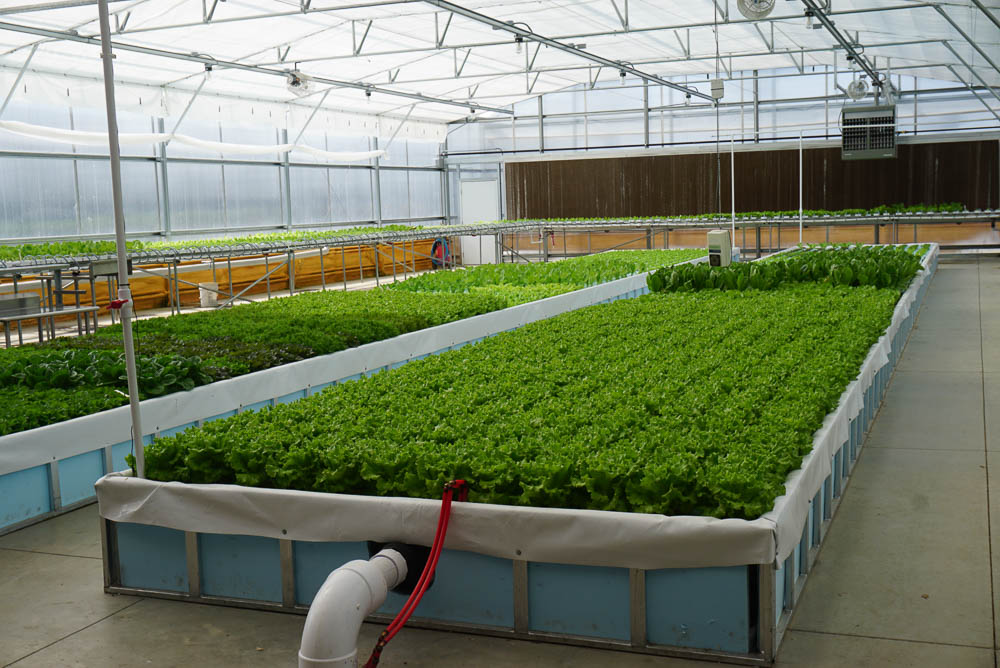 Hydroponic Fish Farm | The Camerist's Collection