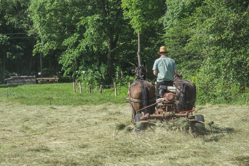 Tedding Hay | The Camerist's Collection