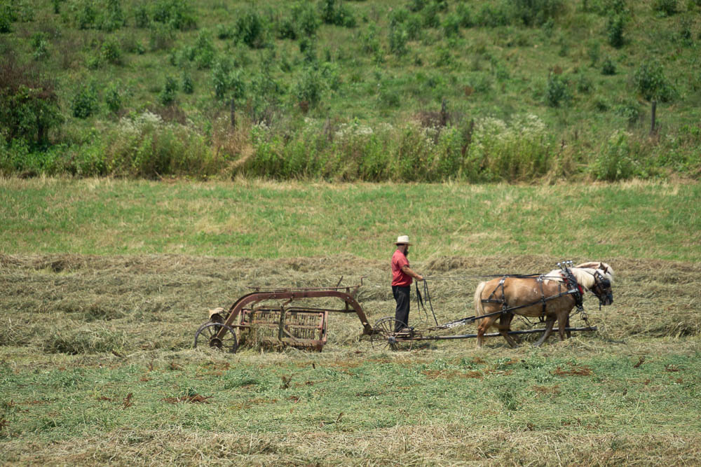 Tedding (Raking) Hay the Old-fashioned Way | The Camerist's Collection