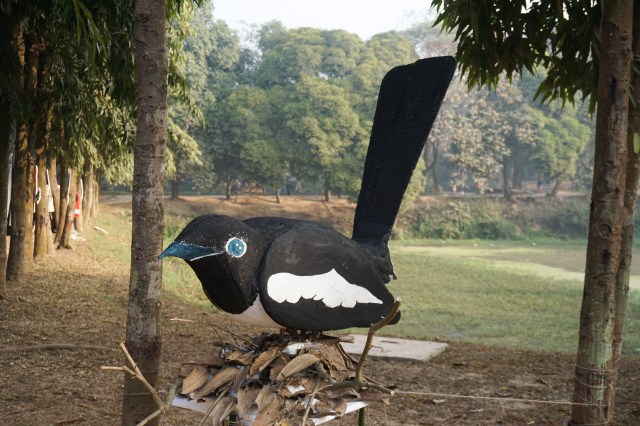 Bangladesh National Bird | The Camerist's Collection