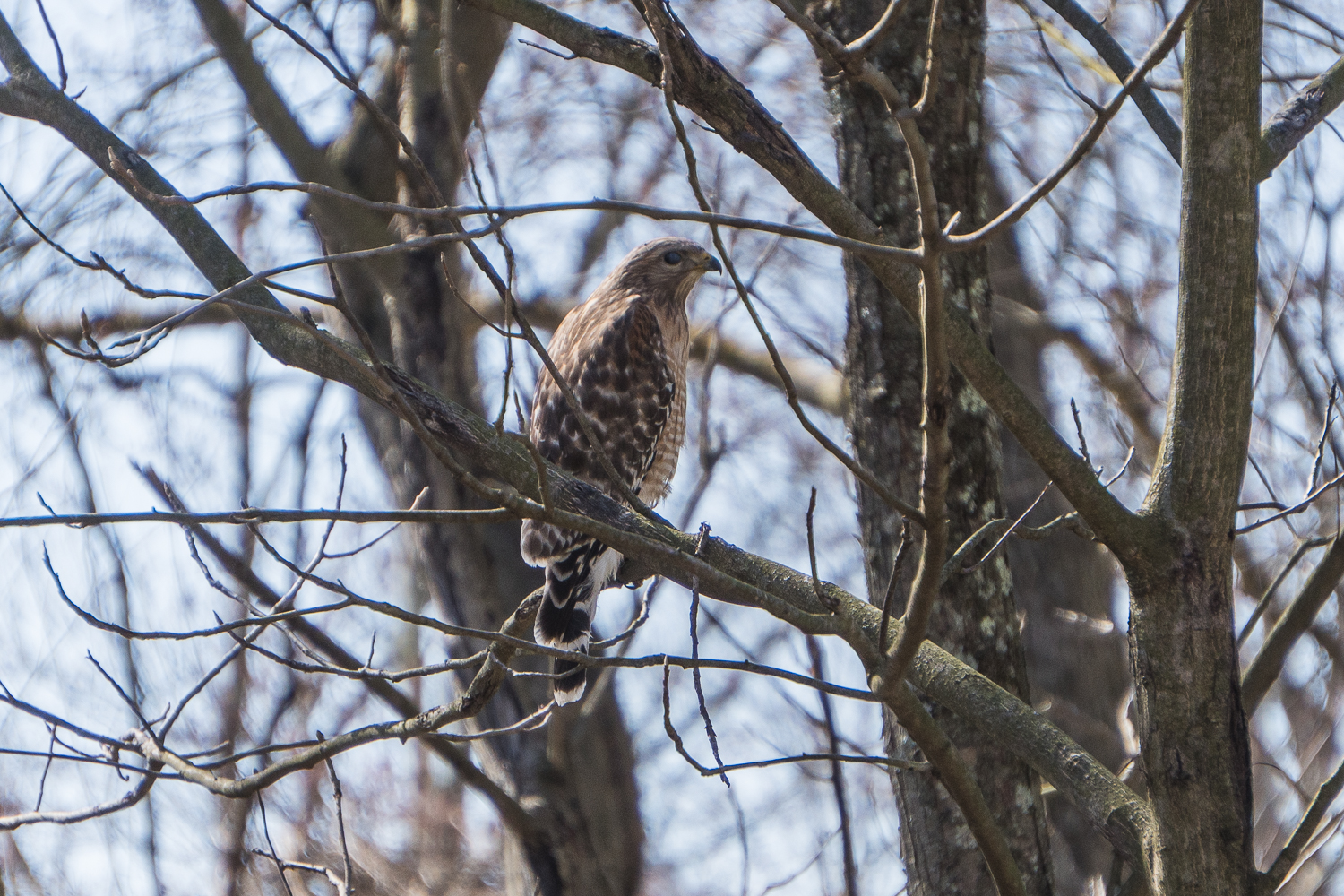 Red-Shouldered Hawk | The Camerist's Collection