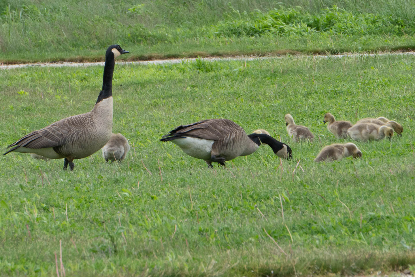 Canada Geese | The Camerist's Collection