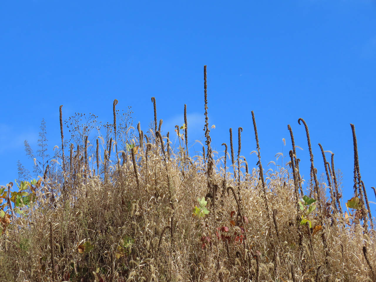 Interesting Weeds on Hill | The Camerist's Collection