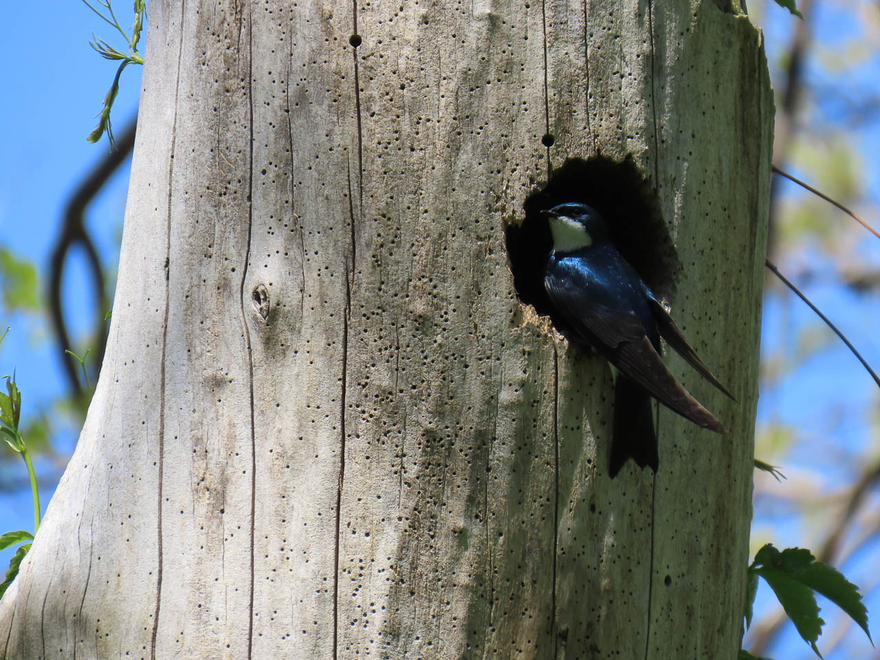 Tree Swallow | The Camerist's Collection