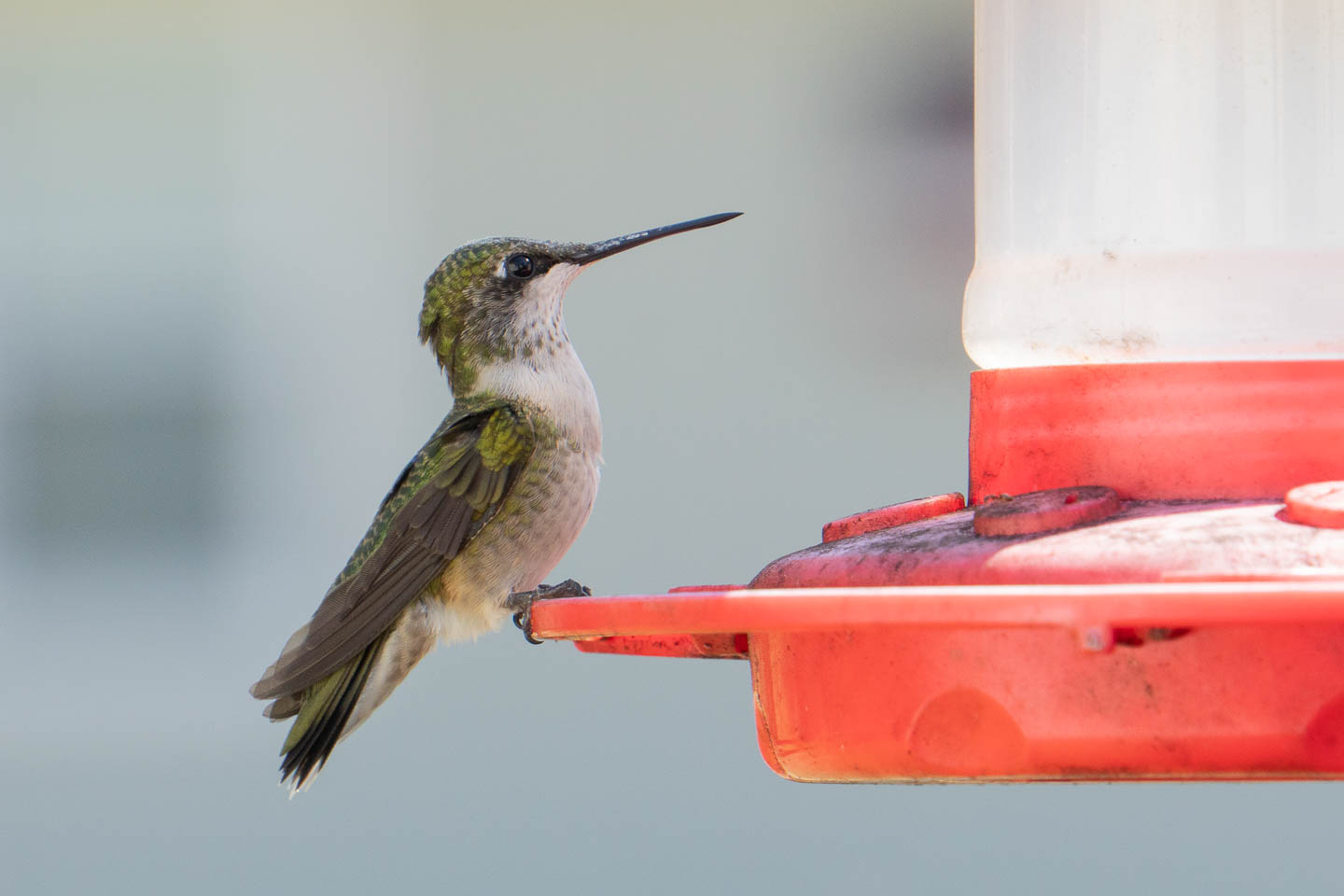Rufous Hummingbird | The Camerist's Collection